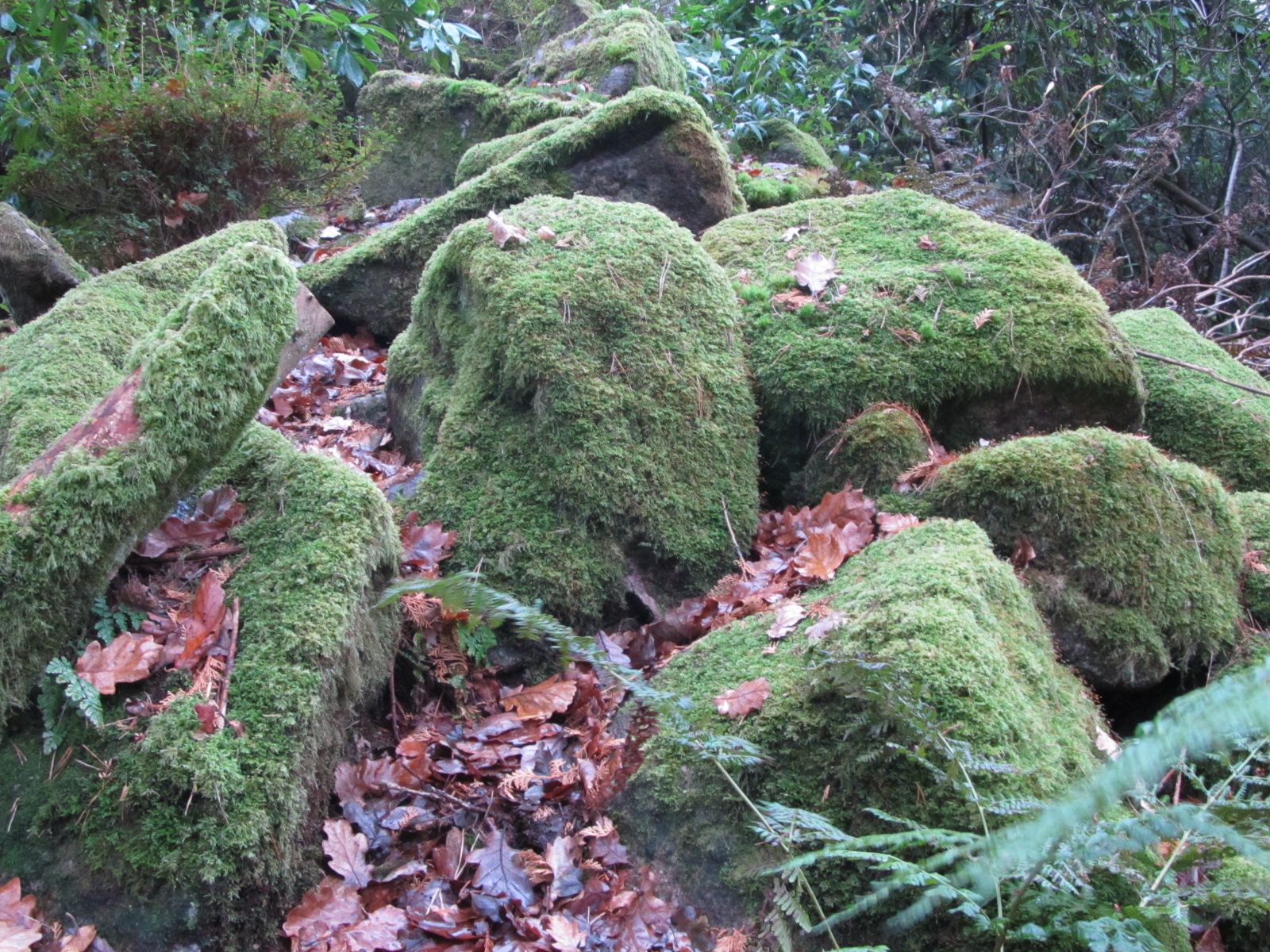 Japanese Garden