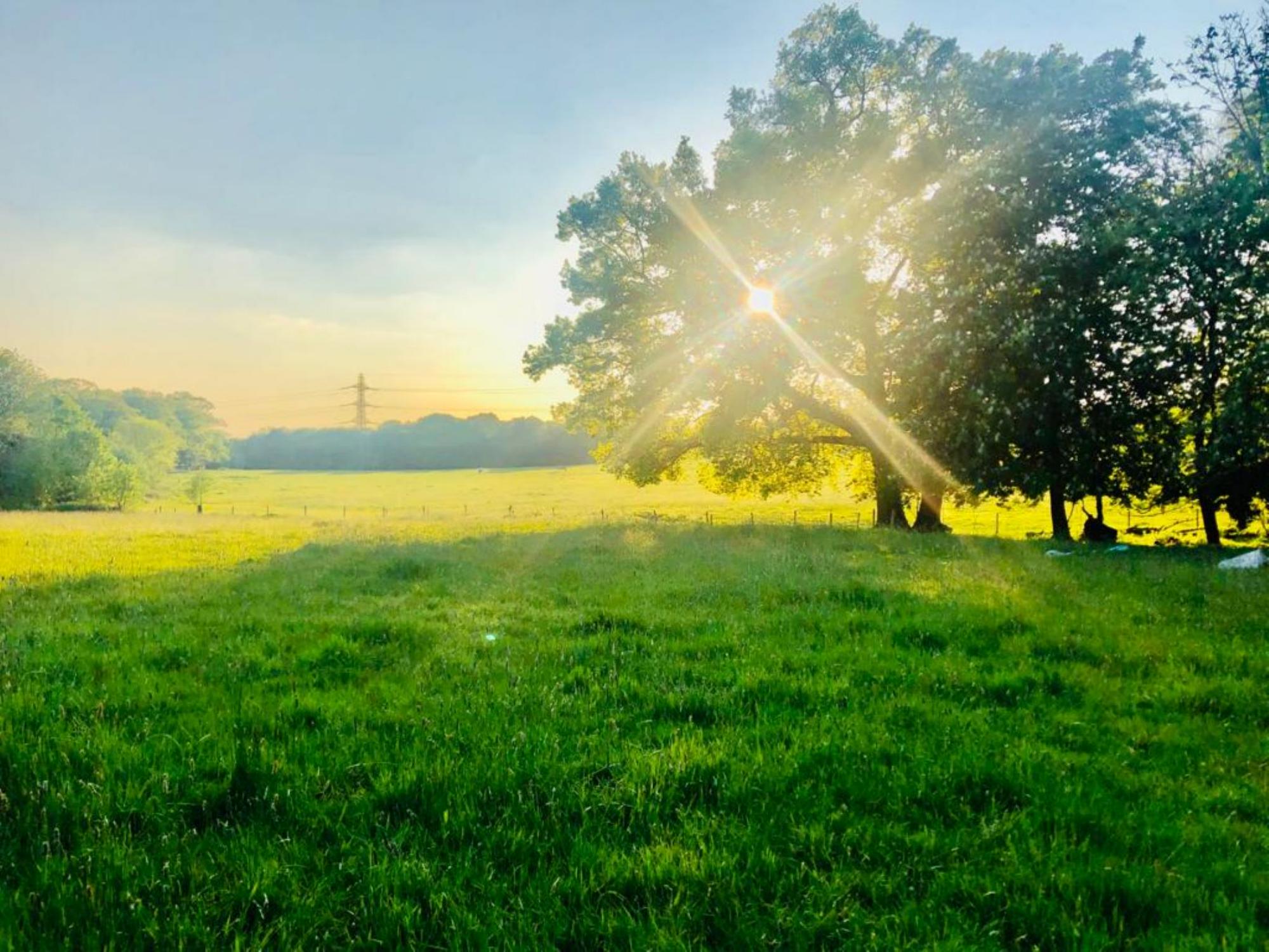 Quiet Grass Pitch (large) 1 at The Sunset Tree - Bedful Web Bookings (27262)