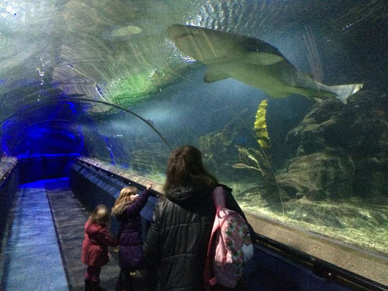 Deep Sea World, Fife | Cool Places