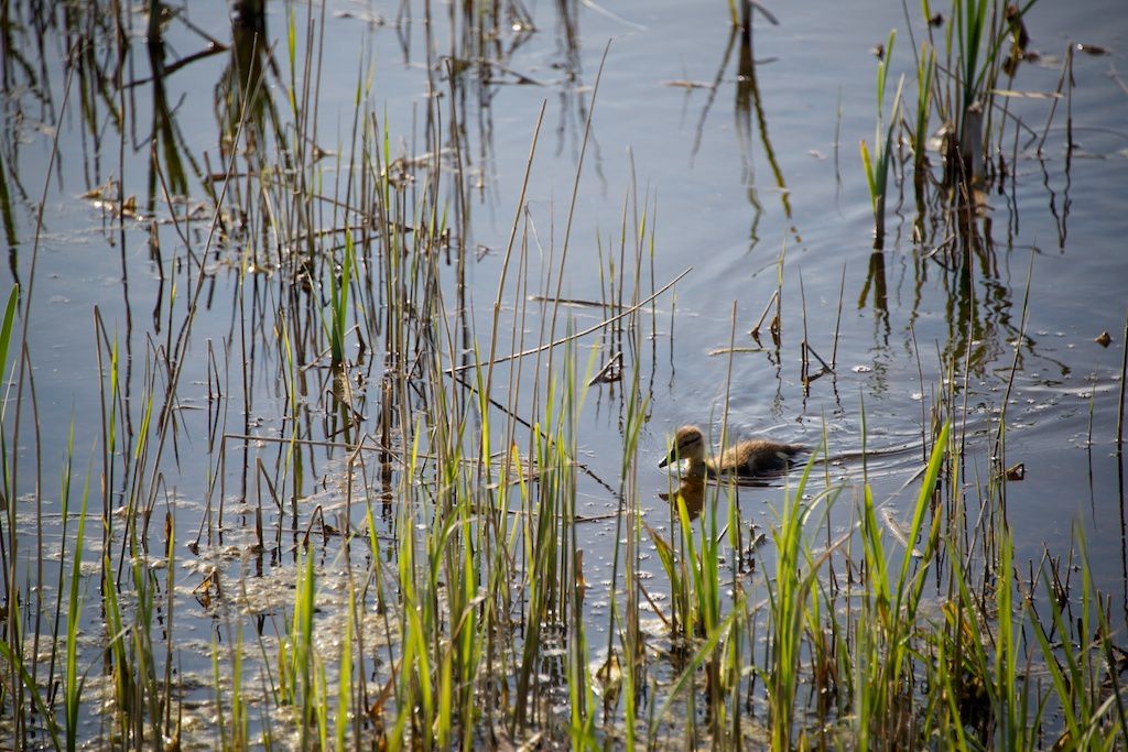 Hoveton Great Broad, Norfolk | Cool Places