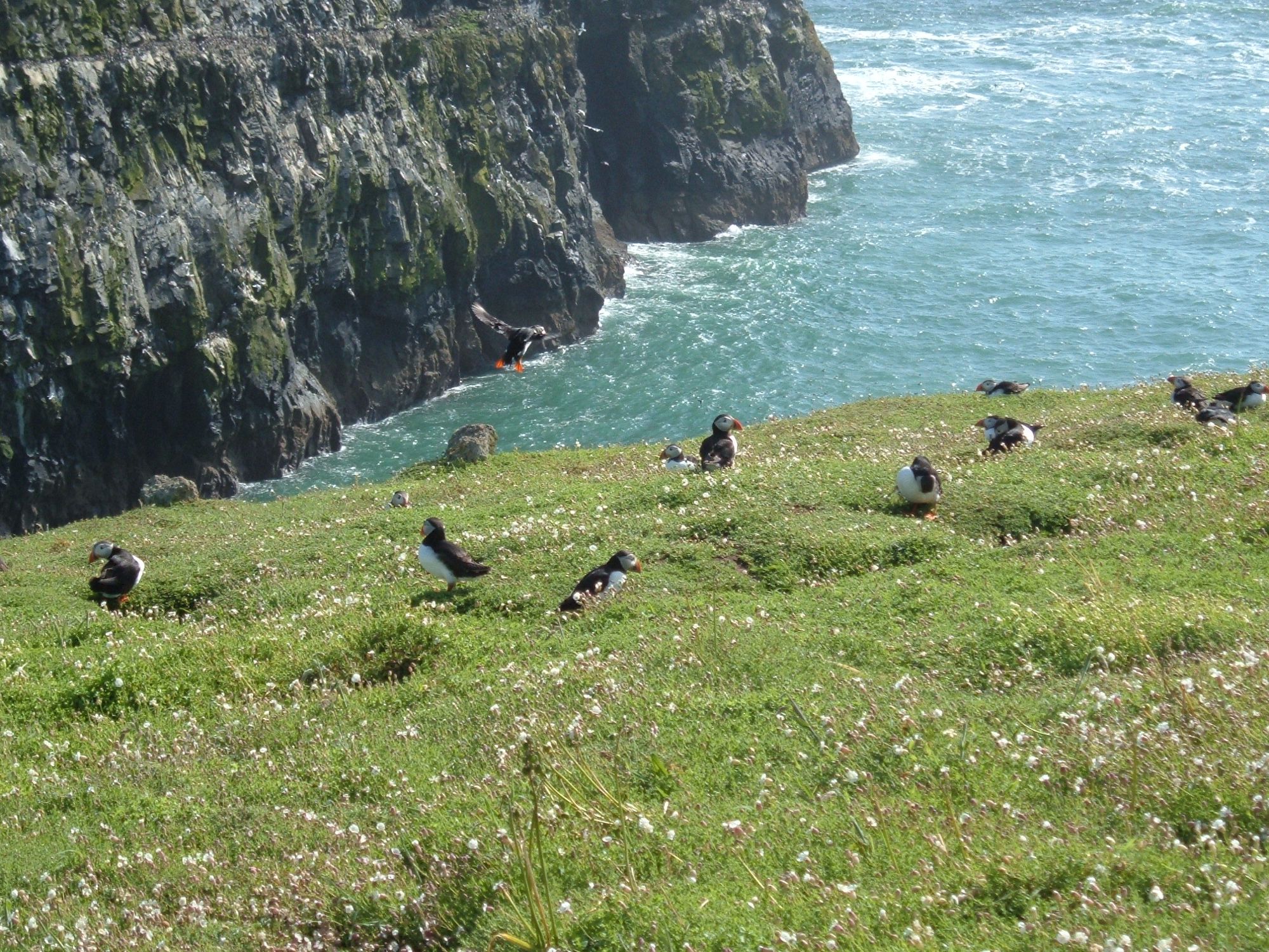 Skomer Island, St-Davids | Cool Places