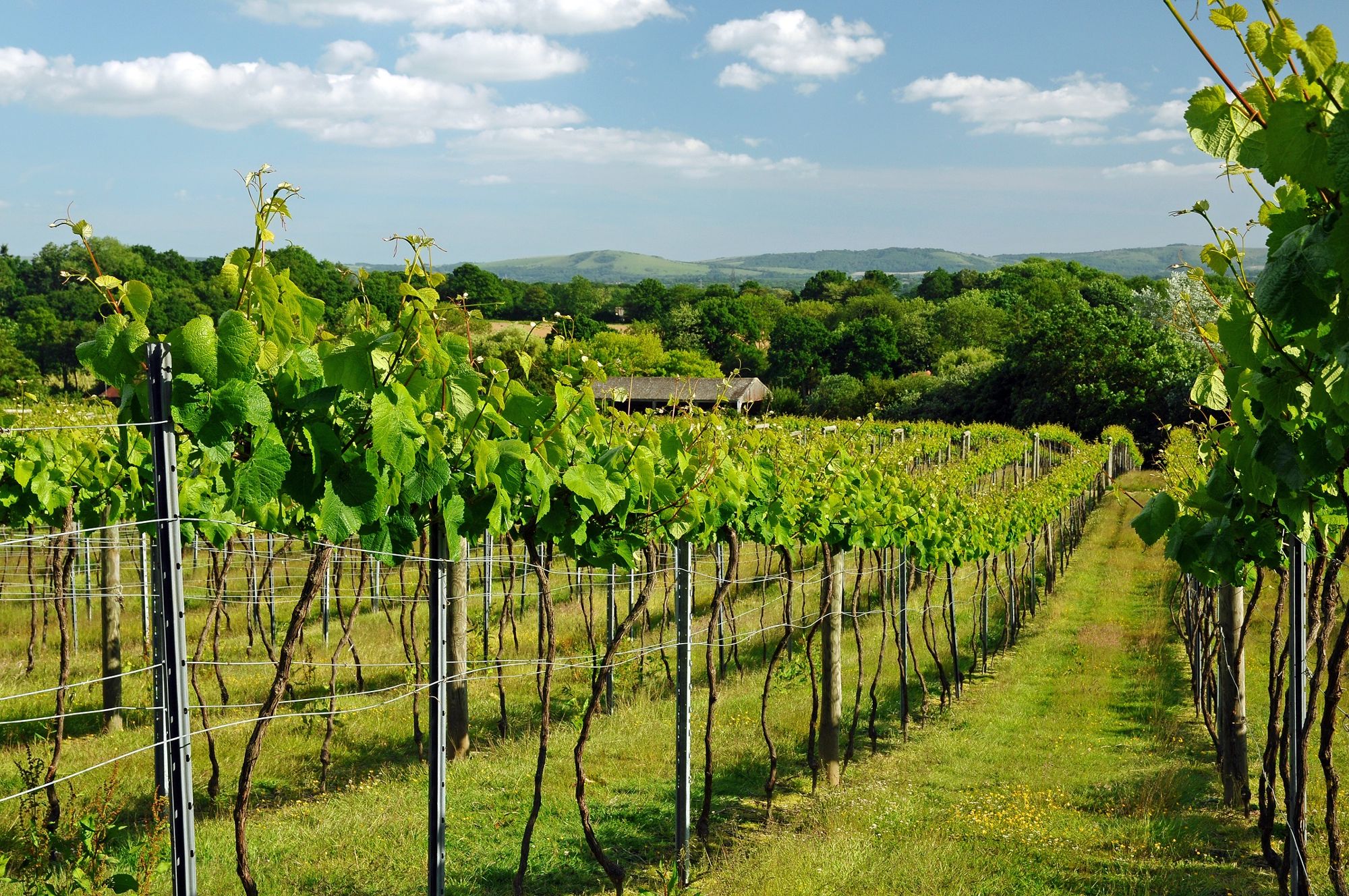 Bolney Wine Estate, West-Sussex | Cool Places