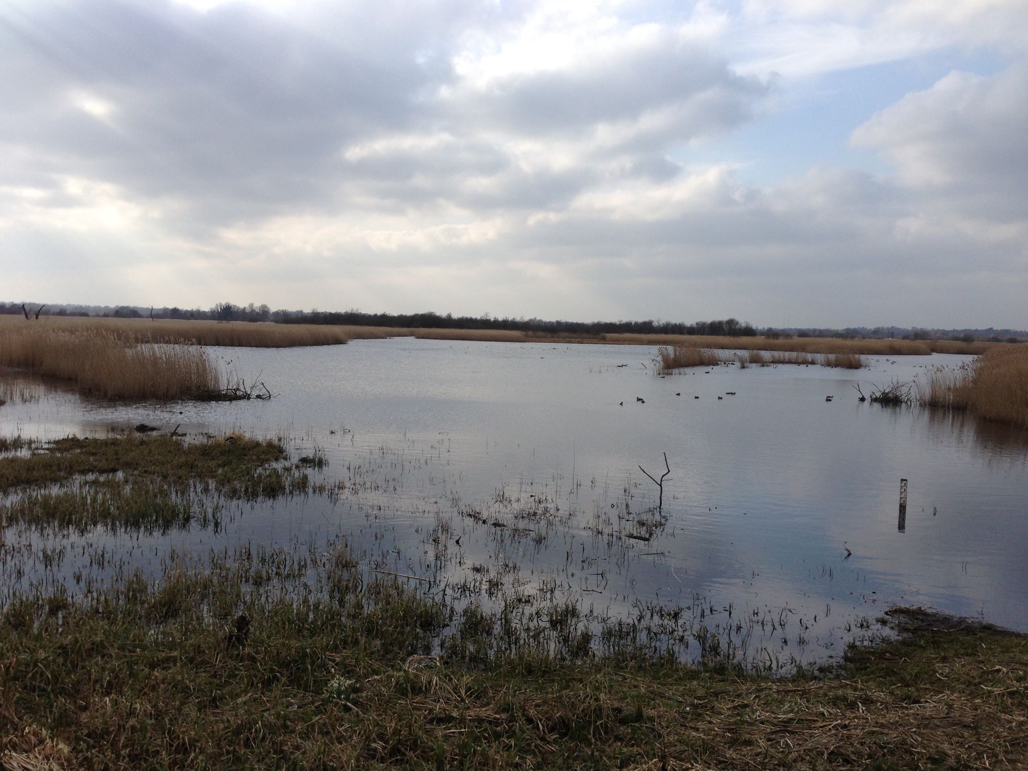 Strumpshaw Fen, Norfolk | Cool Places