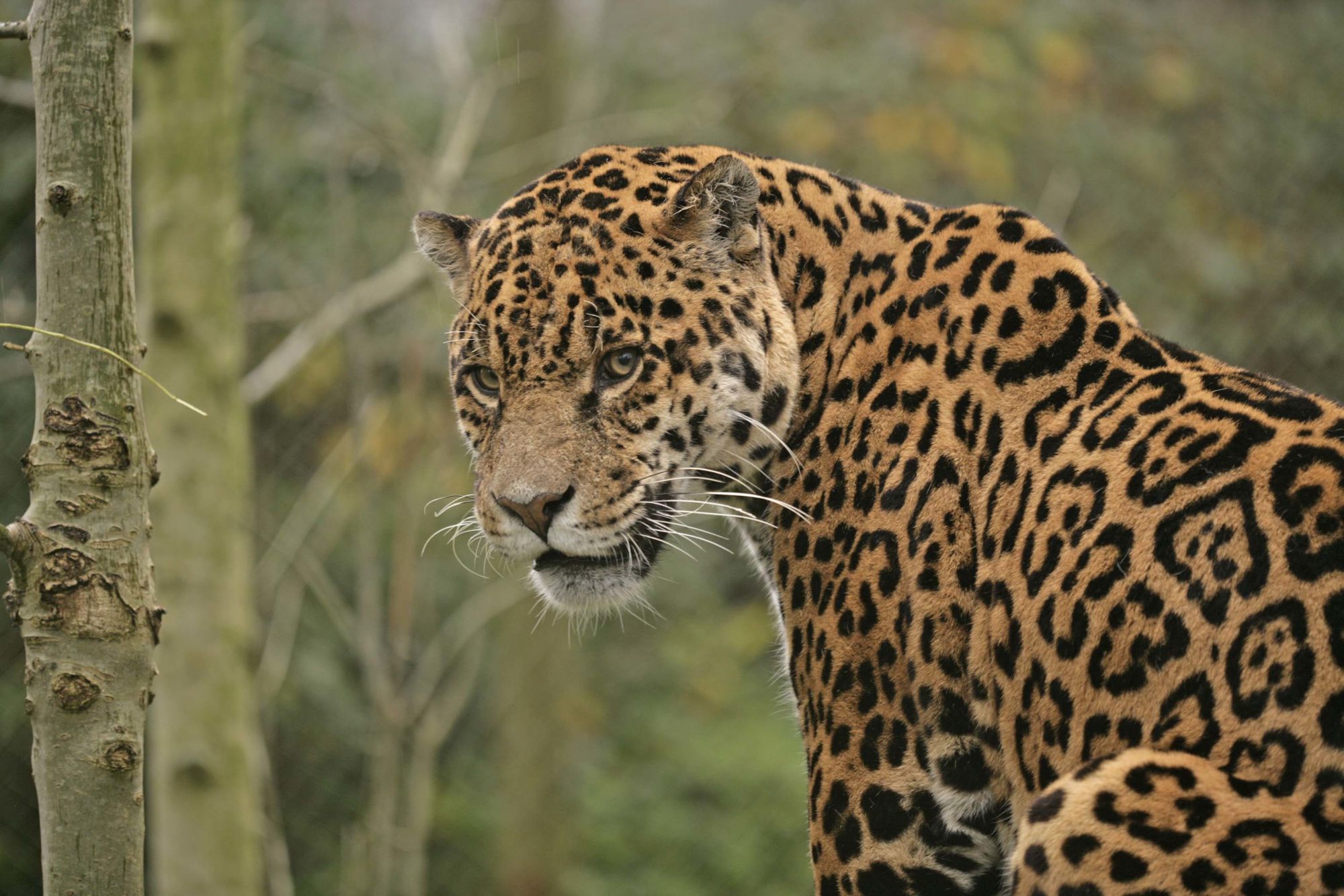 Amazona Zoo, Cromer | Cool Places