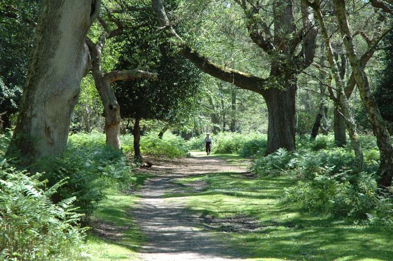 The New Forest