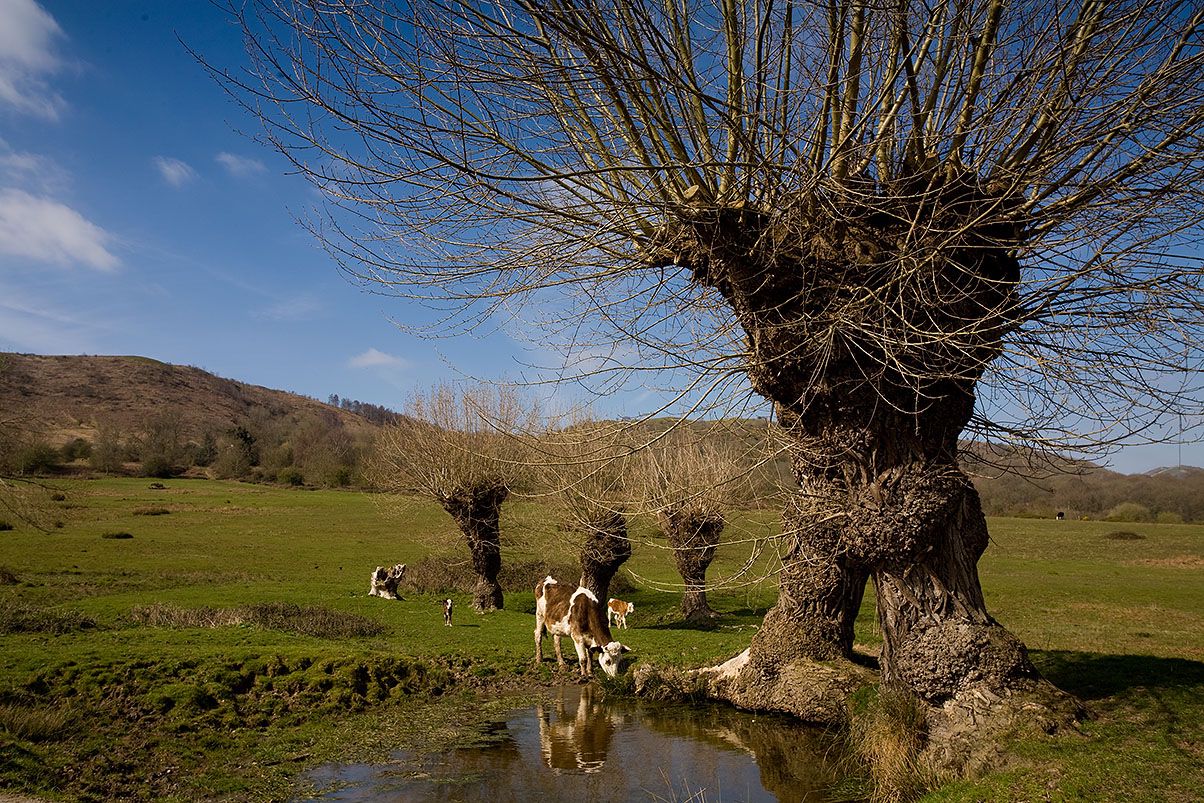 Castlemorton common and the Malvern Hills, Worcestershire