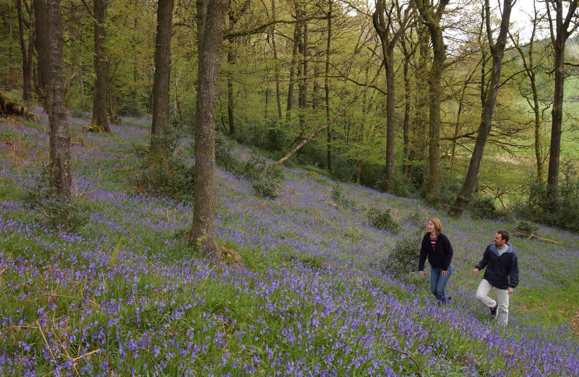Bluebell Walks, Lymington | Cool Places