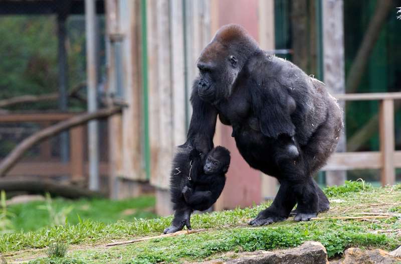 Bristol Zoo, Bristol | Cool Places